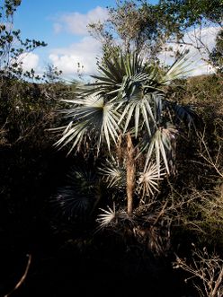 Coccothrinax macroglossa - Palmpedia - Palm Grower's Guide