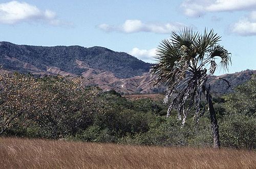 Hyphaene coriacea - Palmpedia - Palm Grower's Guide
