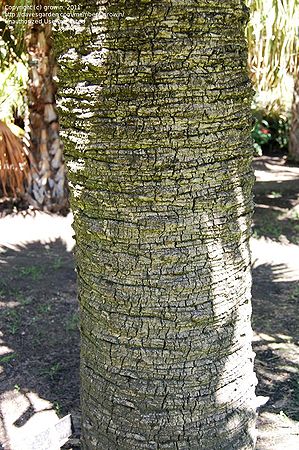 Sabal domingensis - Palmpedia - Palm Grower's Guide