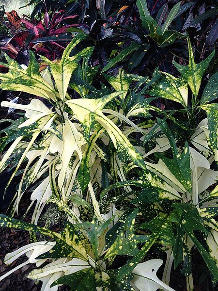 ARROWHEAD - Palmpedia - Palm Grower's Guide