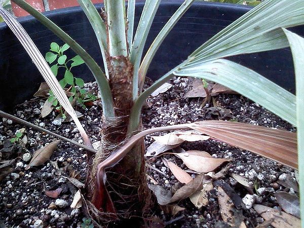 Brahea aculeata - Palmpedia - Palm Grower's Guide