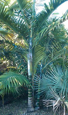 Chrysalidocarpus cabadae - Palmpedia - Palm Grower's Guide