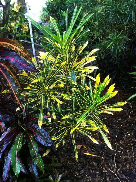 LYRATUM - Palmpedia - Palm Grower's Guide