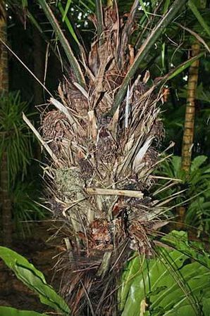 Phytelephas seemannii - Palmpedia - Palm Grower's Guide