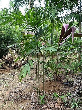 Pinanga sinii - Palmpedia - Palm Grower's Guide