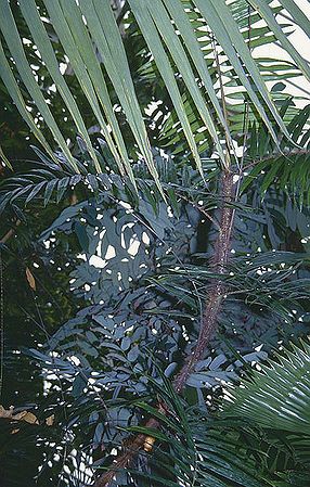 Calamus australis - Palmpedia - Palm Grower's Guide