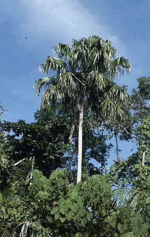 Saribus surru - Palmpedia - Palm Grower's Guide