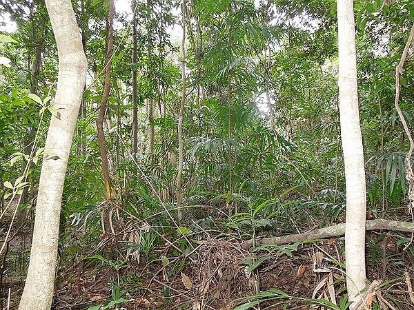 Calamus muelleri - Palmpedia - Palm Grower's Guide