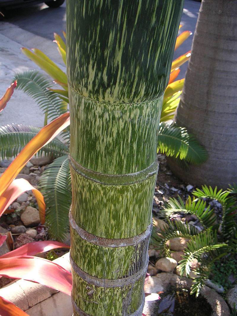 Chambeyronia macrocarpa var. 'watermelon' - Palmpedia - Palm Grower's Guide