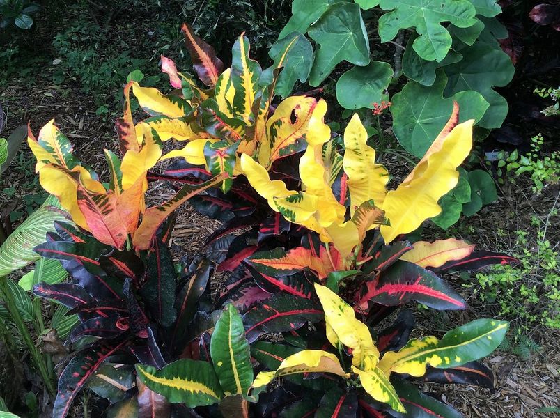 MANGO - Palmpedia - Palm Grower's Guide