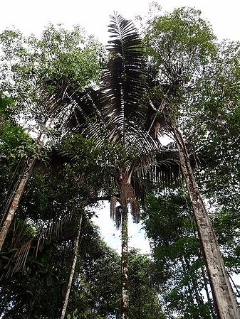 Oenocarpus bataua - Palmpedia - Palm Grower's Guide