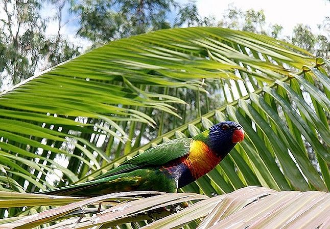 Cyphophoenix alba - Palmpedia - Palm Grower's Guide