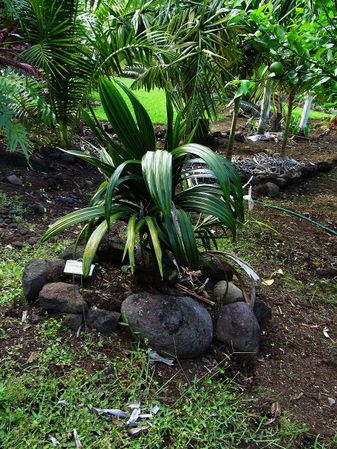 Voanioala gerardii - Palmpedia - Palm Grower's Guide