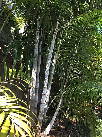 Chrysalidocarpus onilahensis - Palmpedia - Palm Grower's Guide