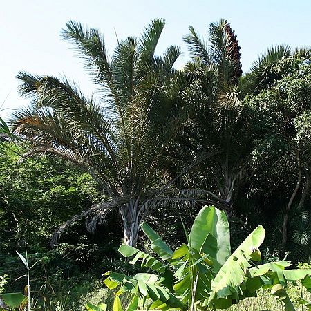 Raphia australis - Palmpedia - Palm Grower's Guide
