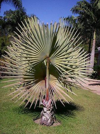 Sabal maritima - Palmpedia - Palm Grower's Guide