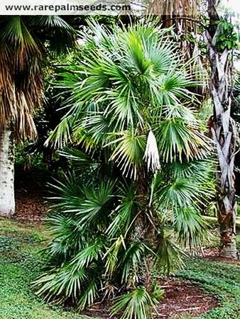 Zombia antillarum - Palmpedia - Palm Grower's Guide