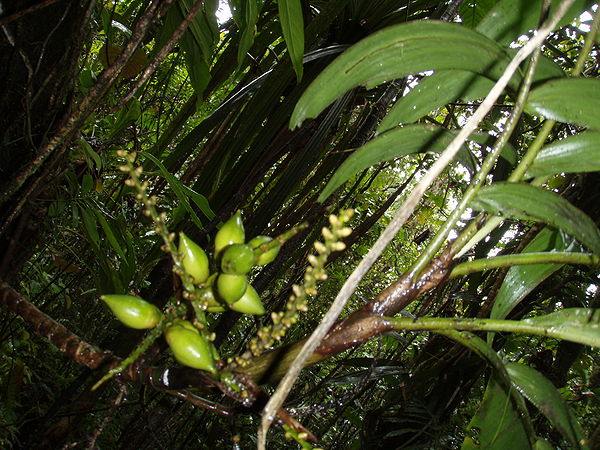 Balaka sp. 'bulitavu' - Palmpedia - Palm Grower's Guide