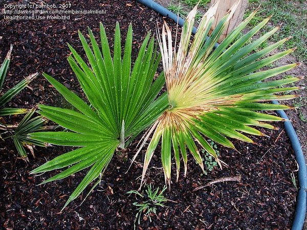 Trachycarpus martianus - Palmpedia - Palm Grower's Guide