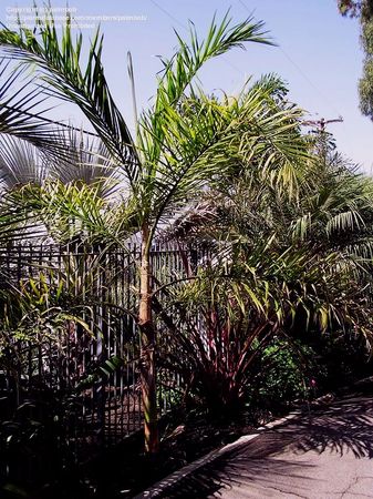 Syagrus pseudococos - Palmpedia - Palm Grower's Guide