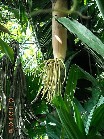 Pinanga javana - Palmpedia - Palm Grower's Guide
