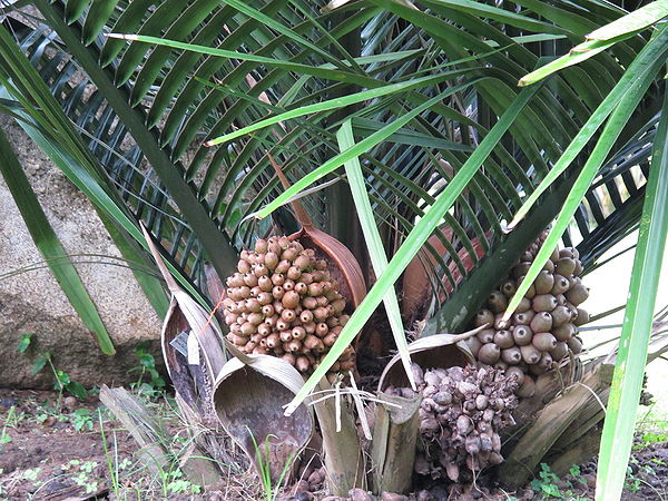 Attalea spectabilis - Palmpedia - Palm Grower's Guide