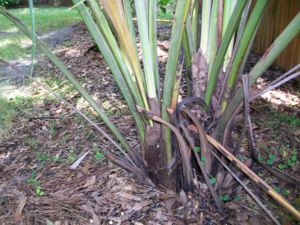 Acaulescent - Palmpedia - Palm Grower's Guide