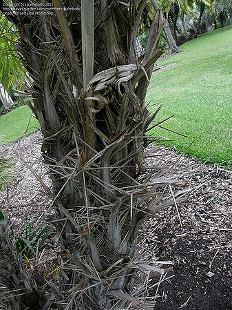 Phoenix paludosa - Palmpedia - Palm Grower's Guide