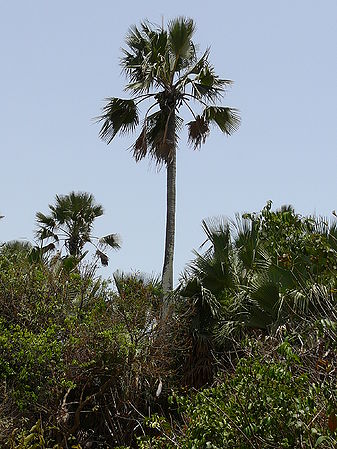 Borassus aethiopum - Alchetron, The Free Social Encyclopedia