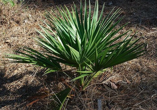 Brahea edulis - Palmpedia - Palm Grower's Guide
