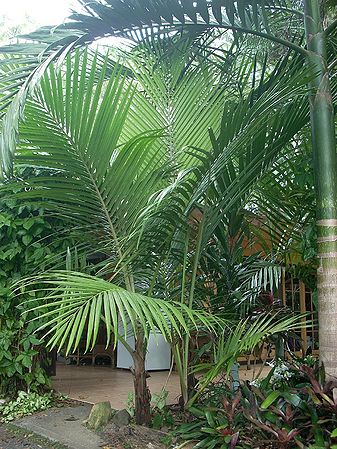 Cyphophoenix alba - Palmpedia - Palm Grower's Guide