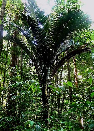 Astrocaryum chambira - Palmpedia - Palm Grower's Guide