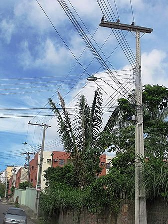 Oenocarpus bataua - Palmpedia - Palm Grower's Guide