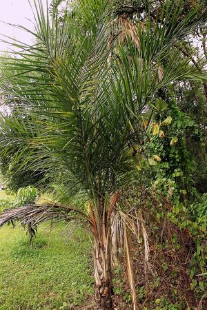 Syagrus pseudococos - Palmpedia - Palm Grower's Guide