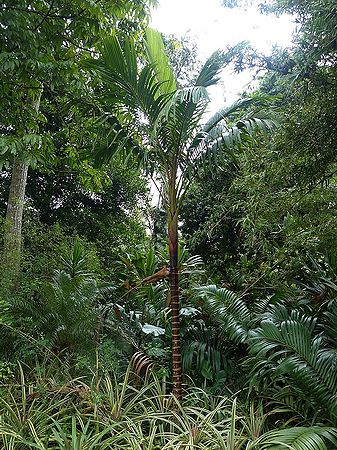 Loxococcus rupicola - Palmpedia - Palm Grower's Guide