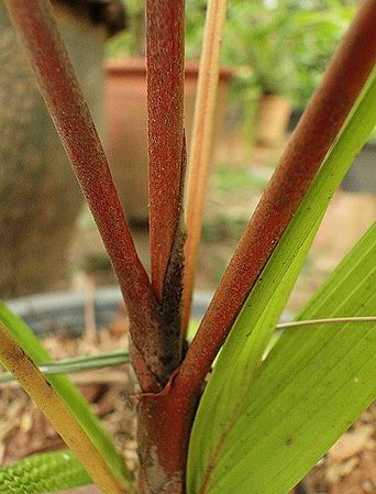 Ptychosperma lineare - Palmpedia - Palm Grower's Guide