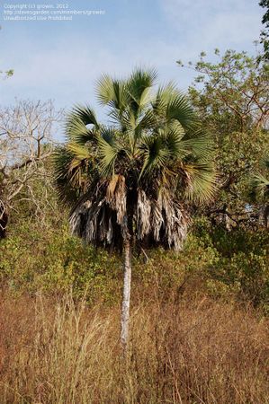 Sabal rosei - Palmpedia - Palm Grower's Guide