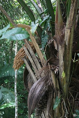 Attalea maripa - Palmpedia - Palm Grower's Guide