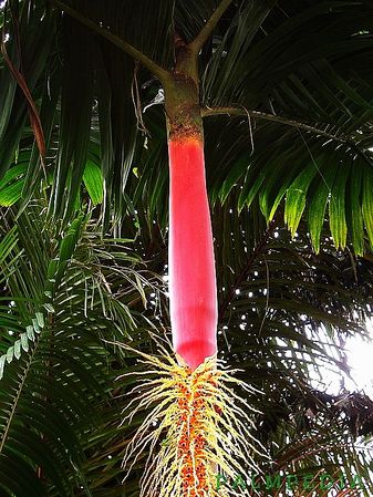 Areca macrocalyx var. 'Marie' - Palmpedia - Palm Grower's Guide