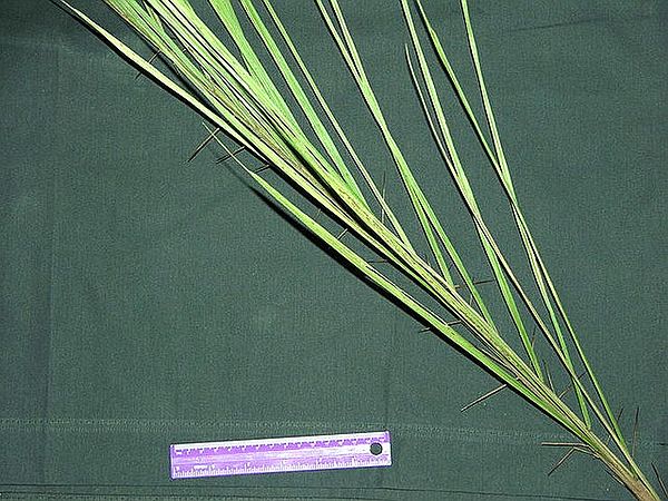 Bactris major - Palmpedia - Palm Grower's Guide