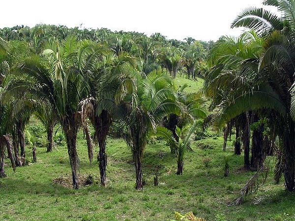 Attalea butyracea - Palmpedia - Palm Grower's Guide