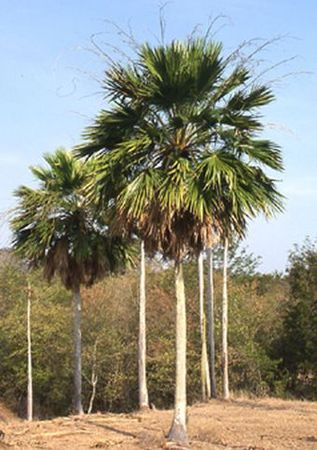 Copernicia berteroana - Palmpedia - Palm Grower's Guide