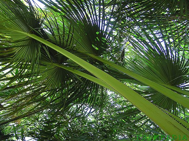 Corypha utan - Palmpedia - Palm Grower's Guide