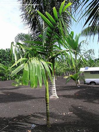Pinanga speciosa - Palmpedia - Palm Grower's Guide