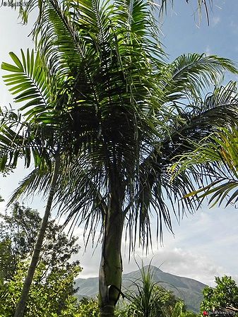 Ravenea madagascariensis - Palmpedia - Palm Grower's Guide
