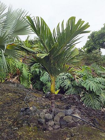 Loxococcus rupicola - Palmpedia - Palm Grower's Guide