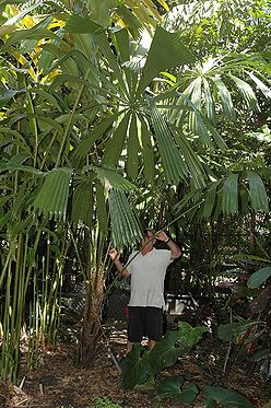 Licuala sp. 'Wilailak' - Palmpedia - Palm Grower's Guide