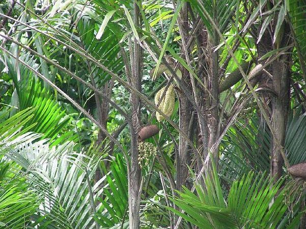 Bactris major - Palmpedia - Palm Grower's Guide