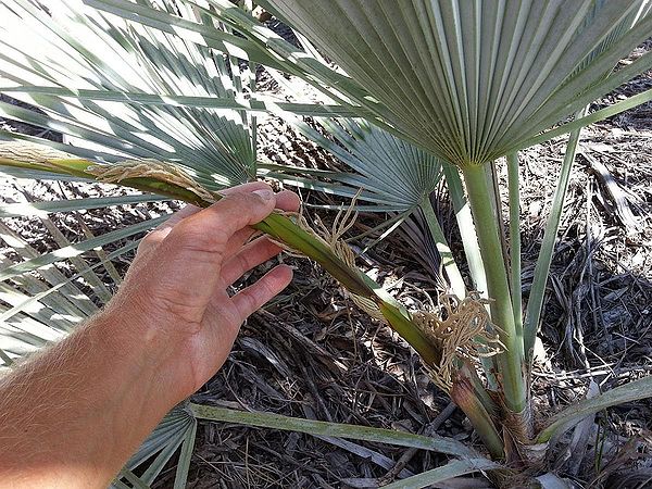 Brahea decumbens - Palmpedia - Palm Grower's Guide