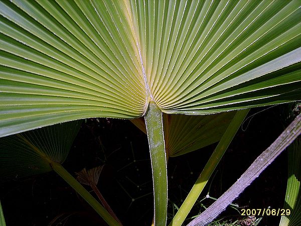Pritchardia beccariana - Palmpedia - Palm Grower's Guide